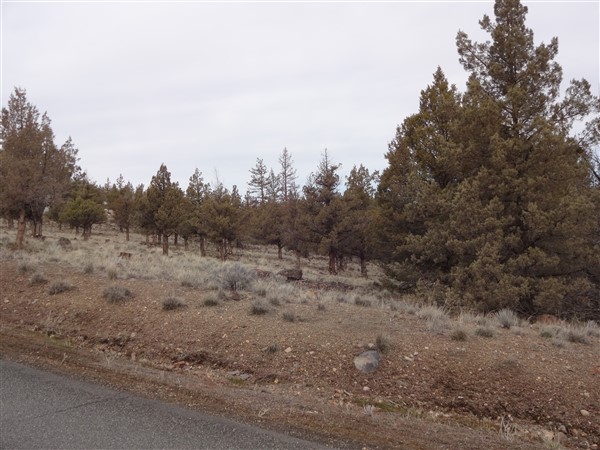Bid4Assets.com > Auction Detail > (1089015) Siskiyou County, CA: APN ...