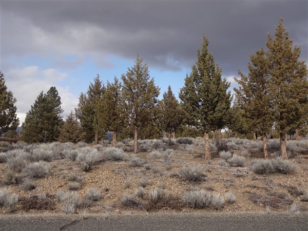 Bid4Assets.com > Auction Detail > (1089071) Siskiyou County, CA: APN ...
